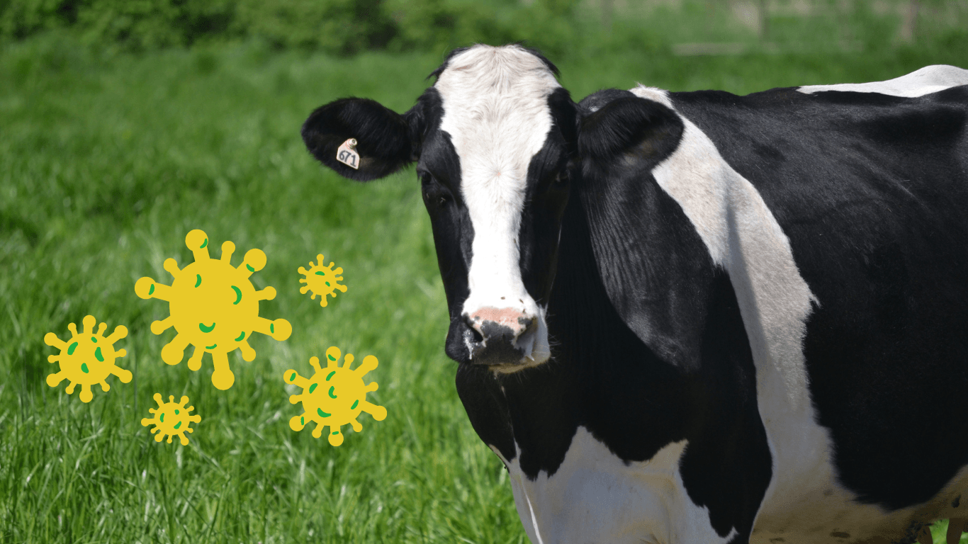 New Bird Flu Strain in US Dairy Cows Poses Human Risk - Radio 105